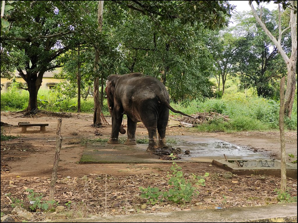 Exploring Odisha: The Western Wilderness